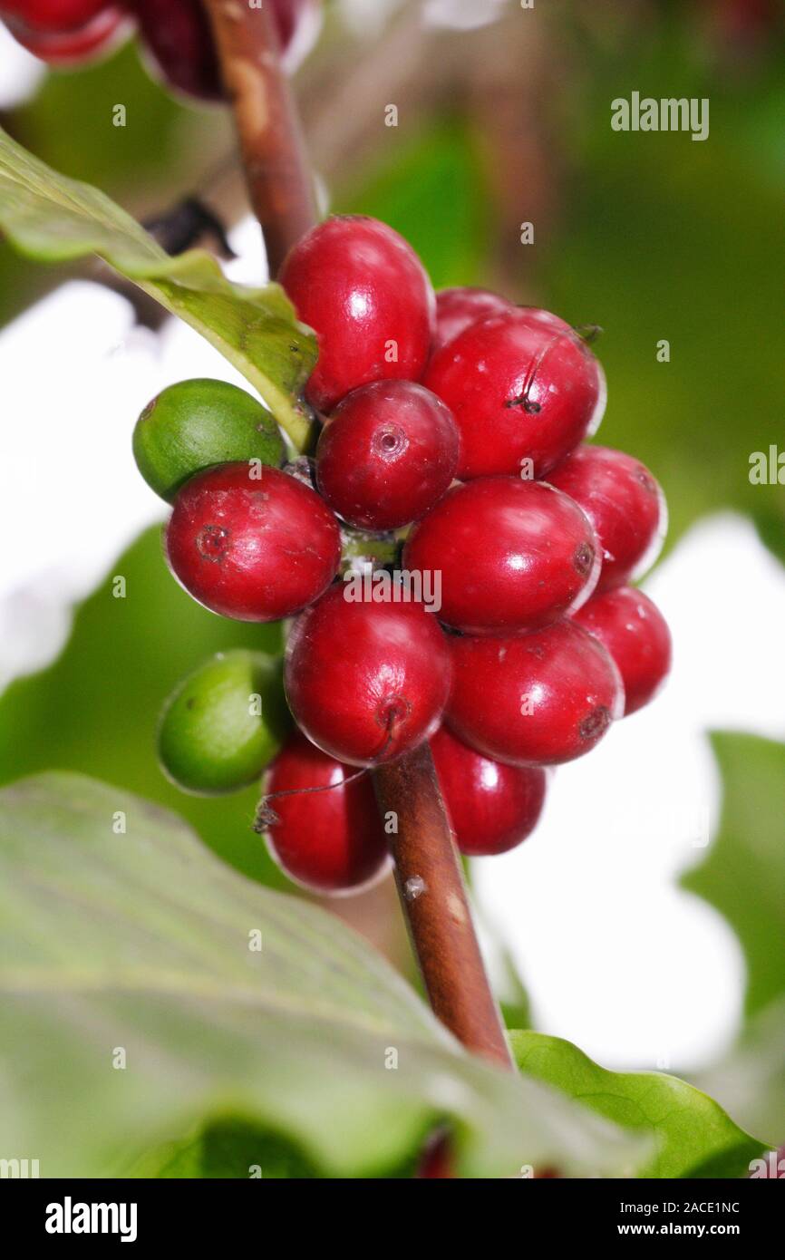 Arabian coffee fruit (Coffea arabica). The fruits contain the coffee ...