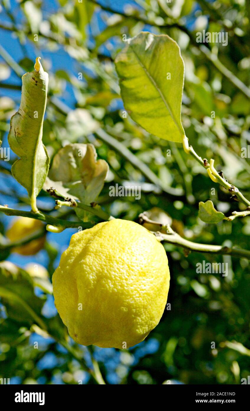 Lemon (Citrus limon) on its tree. Photographed in Granada, Spain Stock ...