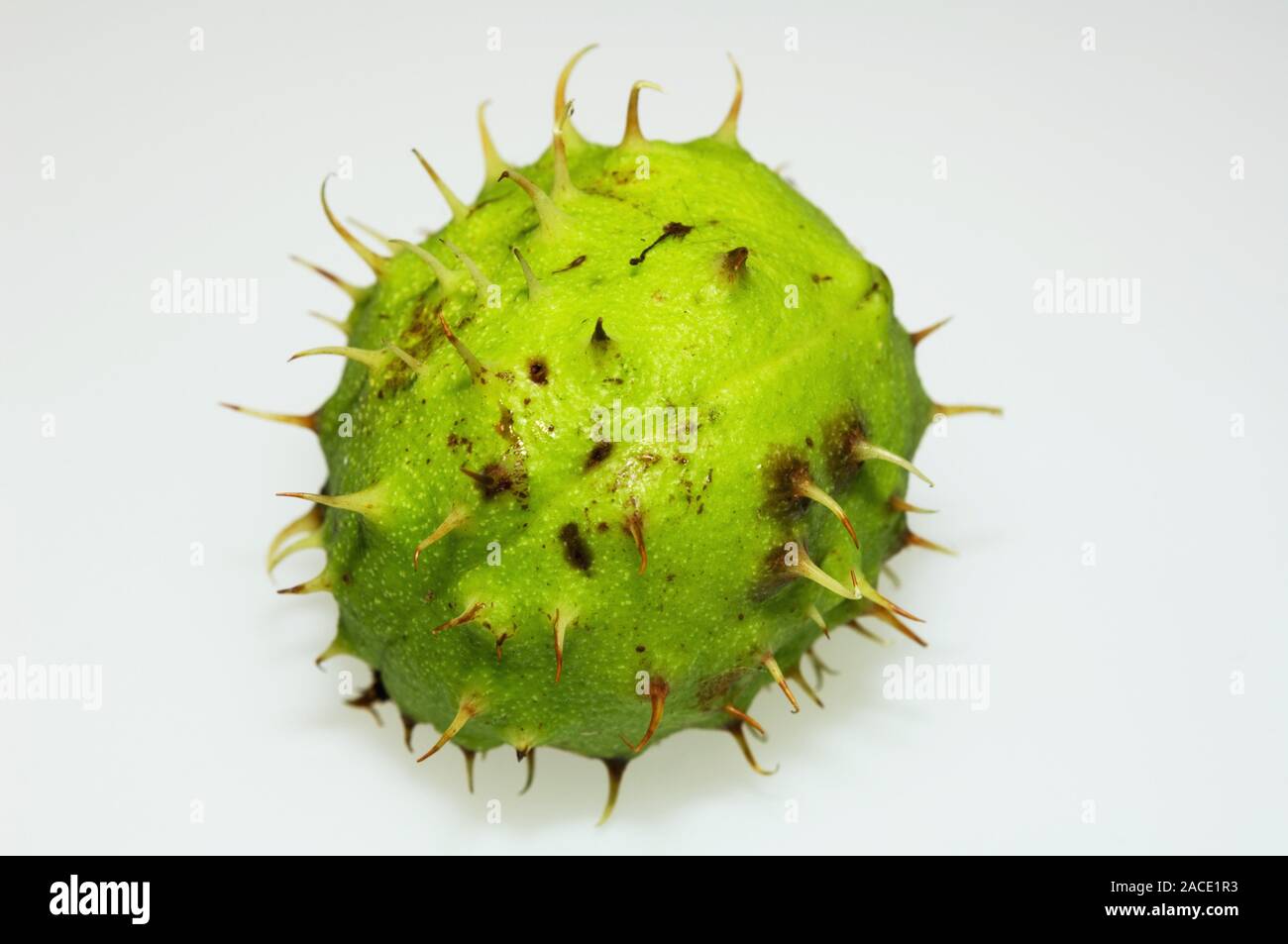 Conker in its shell. This is the fruit of the common horse chestnut ...