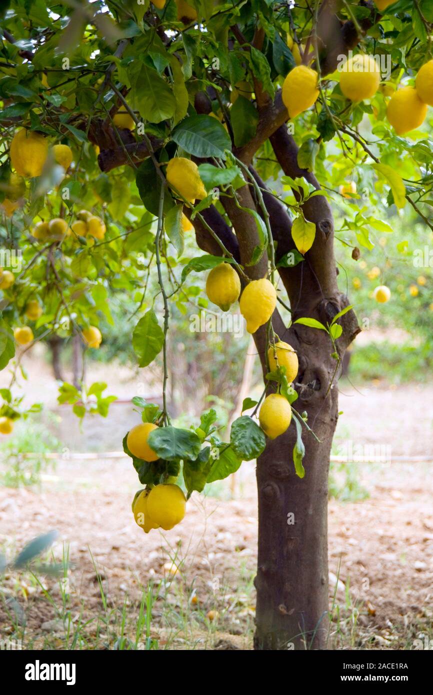 Lemon tree (Citrus limon) bearing ripe lemons Stock Photo - Alamy