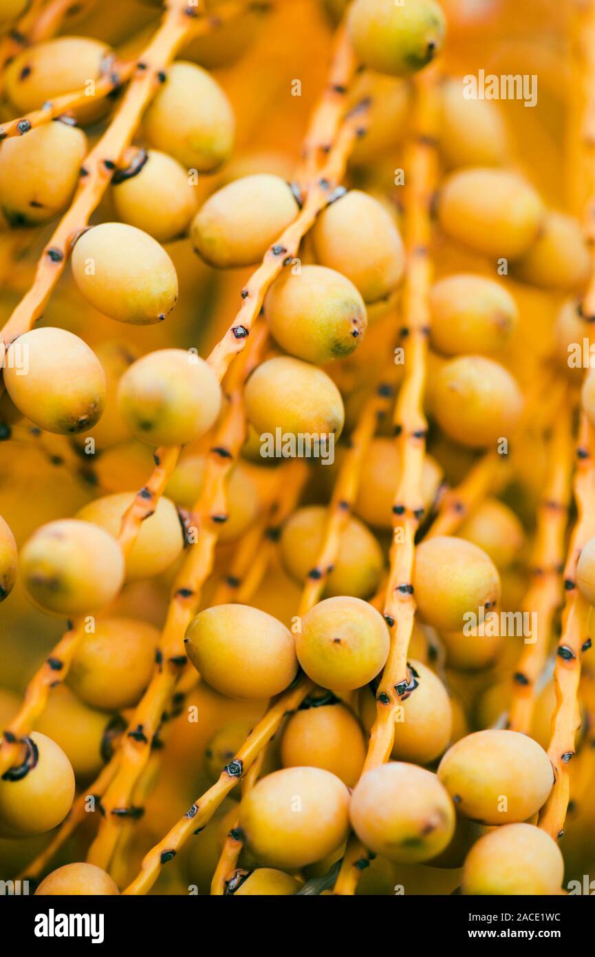 Date cluster on a date palm tree (Phoenix dactylifera). Dates are an ...