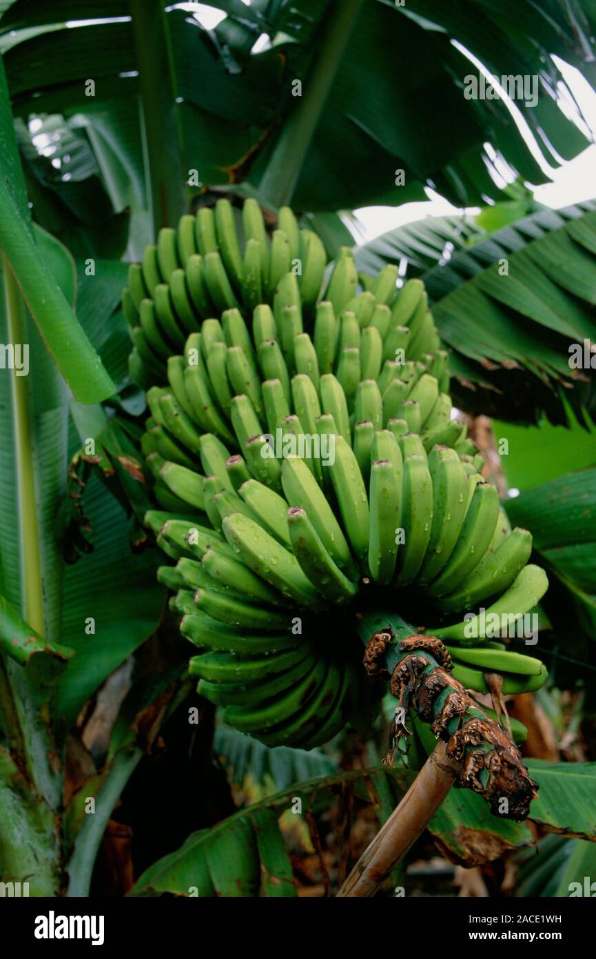Bananas (Musa sp.) in their tree Stock Photo - Alamy