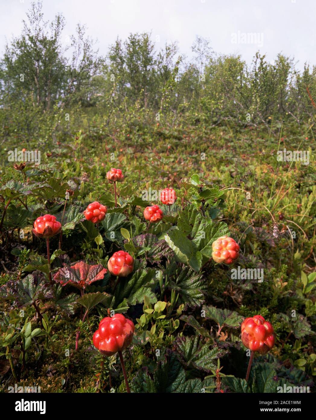 Cloudberry fruit (Rubus chamaemorus Stock Photo - Alamy