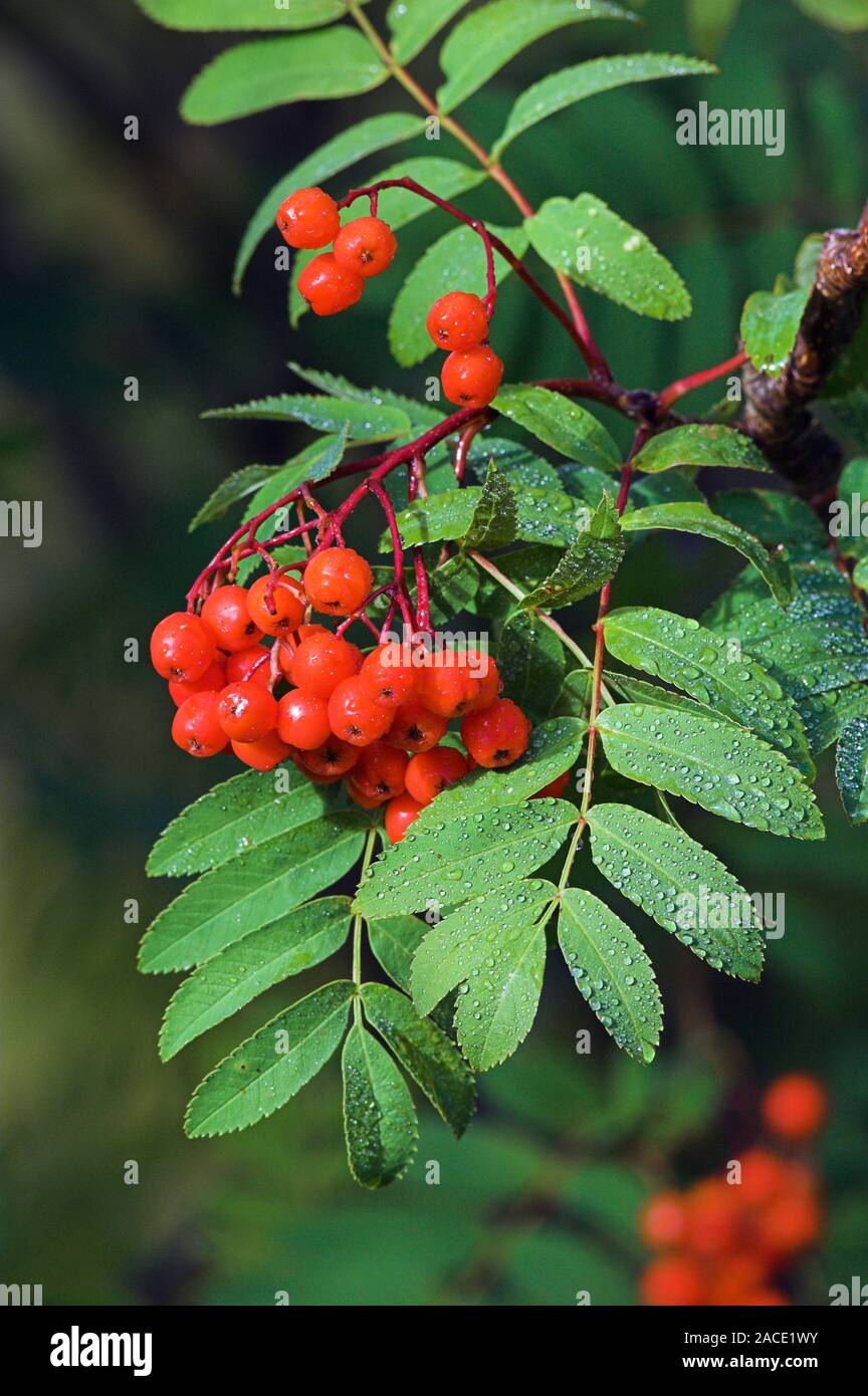 European rowan berries (Sorbus aucuparia). Photographed in September ...