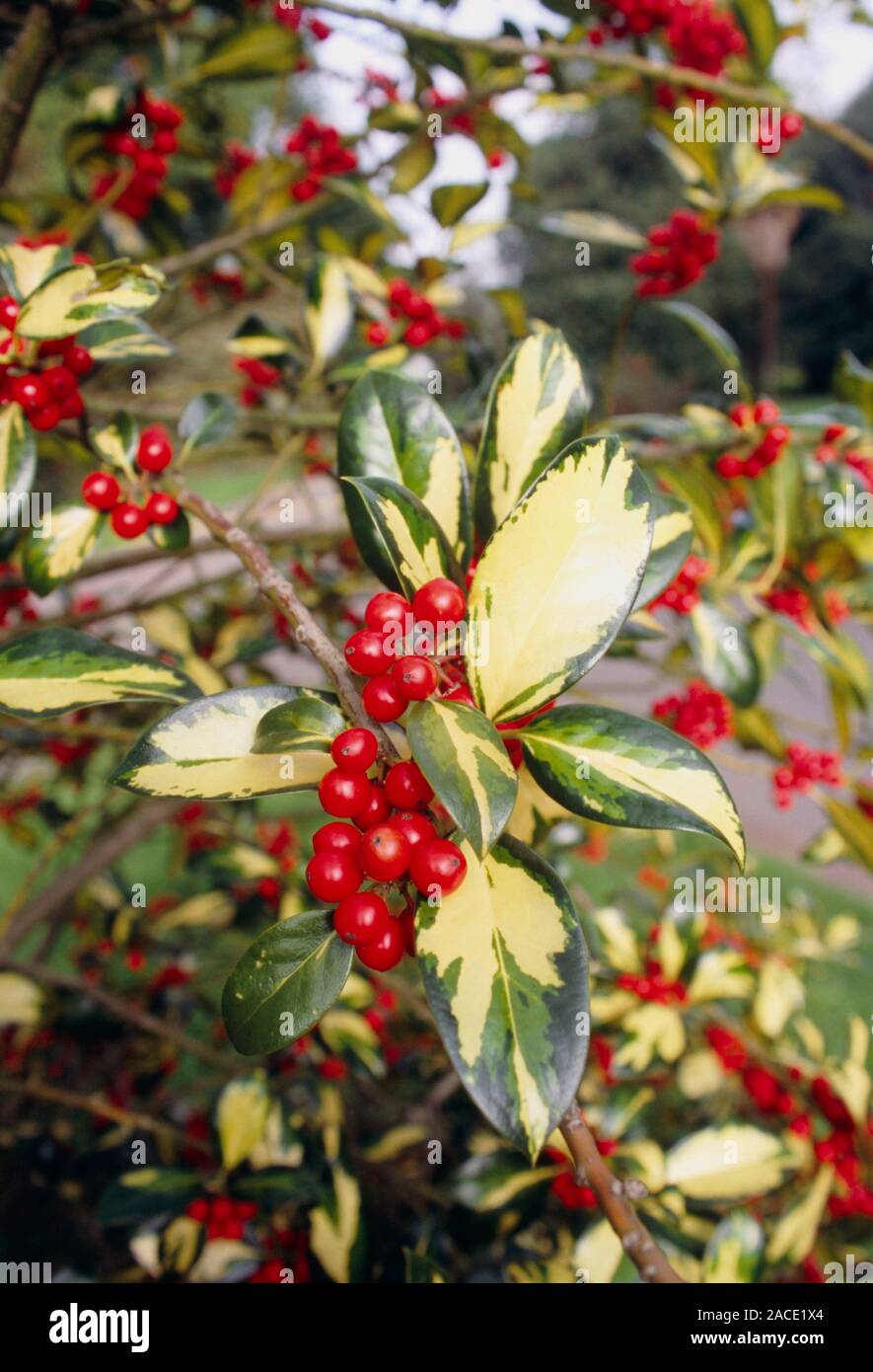 Holly berries (Ilex aquifolium 'Gold Flash' Stock Photo - Alamy
