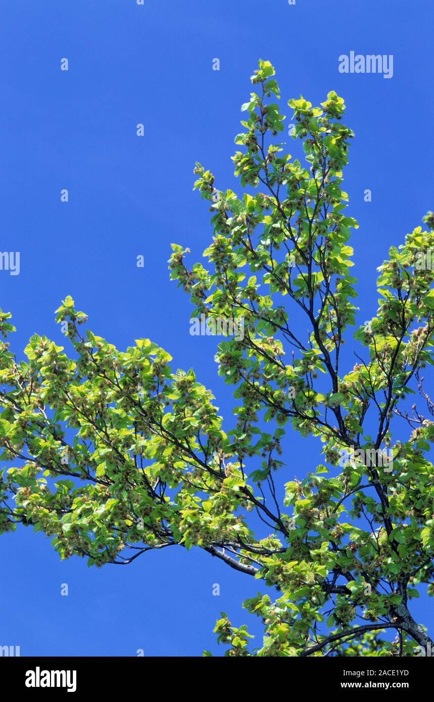 European beech tree (Fagus sylvatica) in fruit Stock Photo - Alamy
