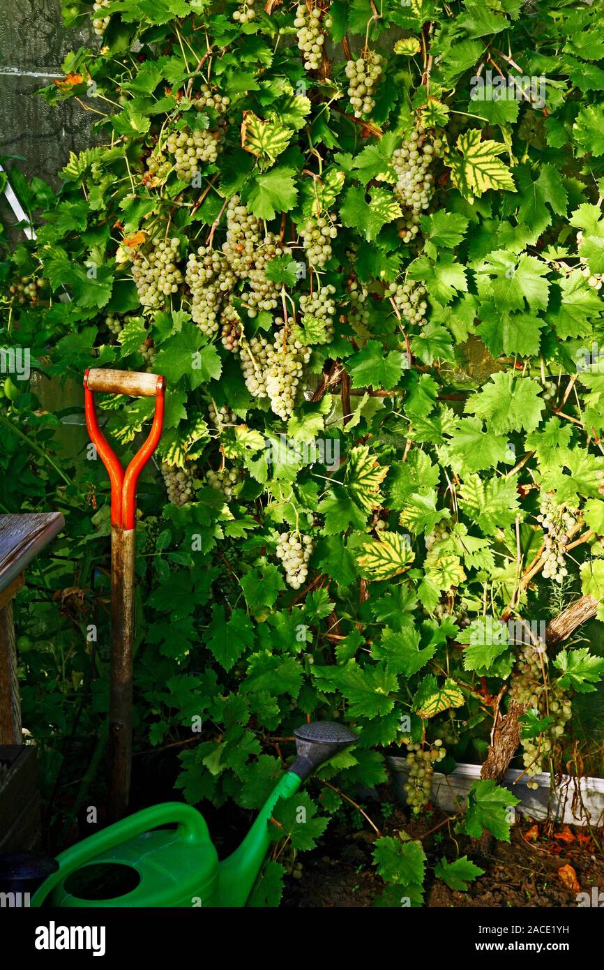Grapevine (Vitis sp.) in a greenhouse bearing grapes. Photographed in ...