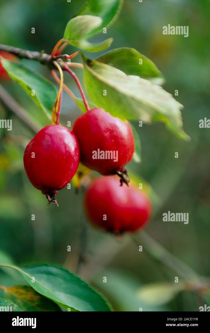 Crab apple fruit (Malus x schiedeckeri 'Red Jade'). Photographed in ...