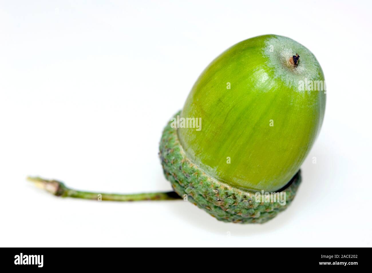 Acorn. The acorn is the fruit of the English oak tree (Quercus robur ...