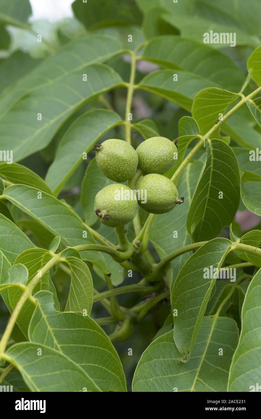Walnuts (Juglans regia Stock Photo - Alamy