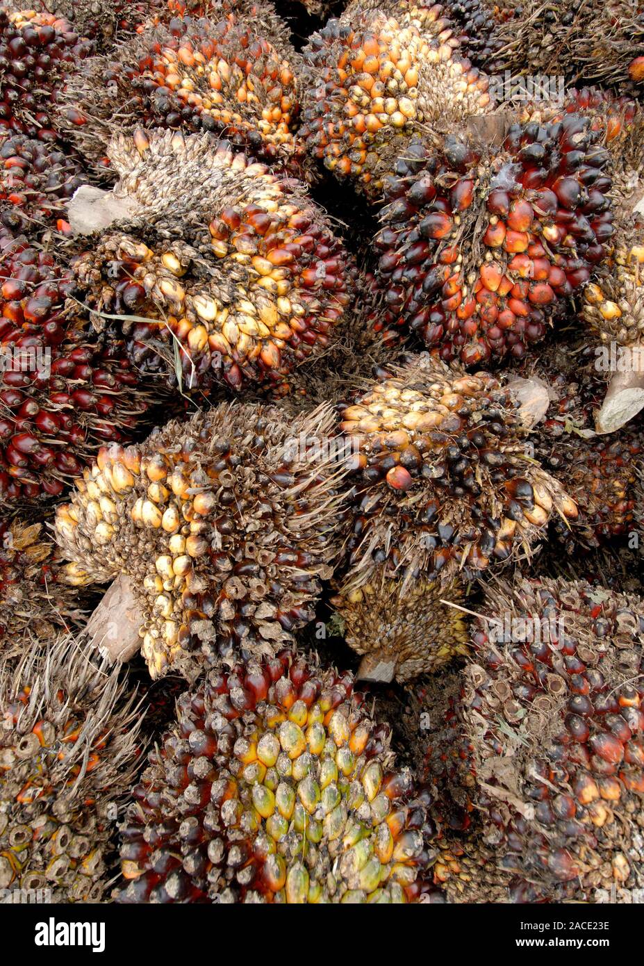 African oil palm fruits (Elaeis guineensis) in a pile. The fruit of ...