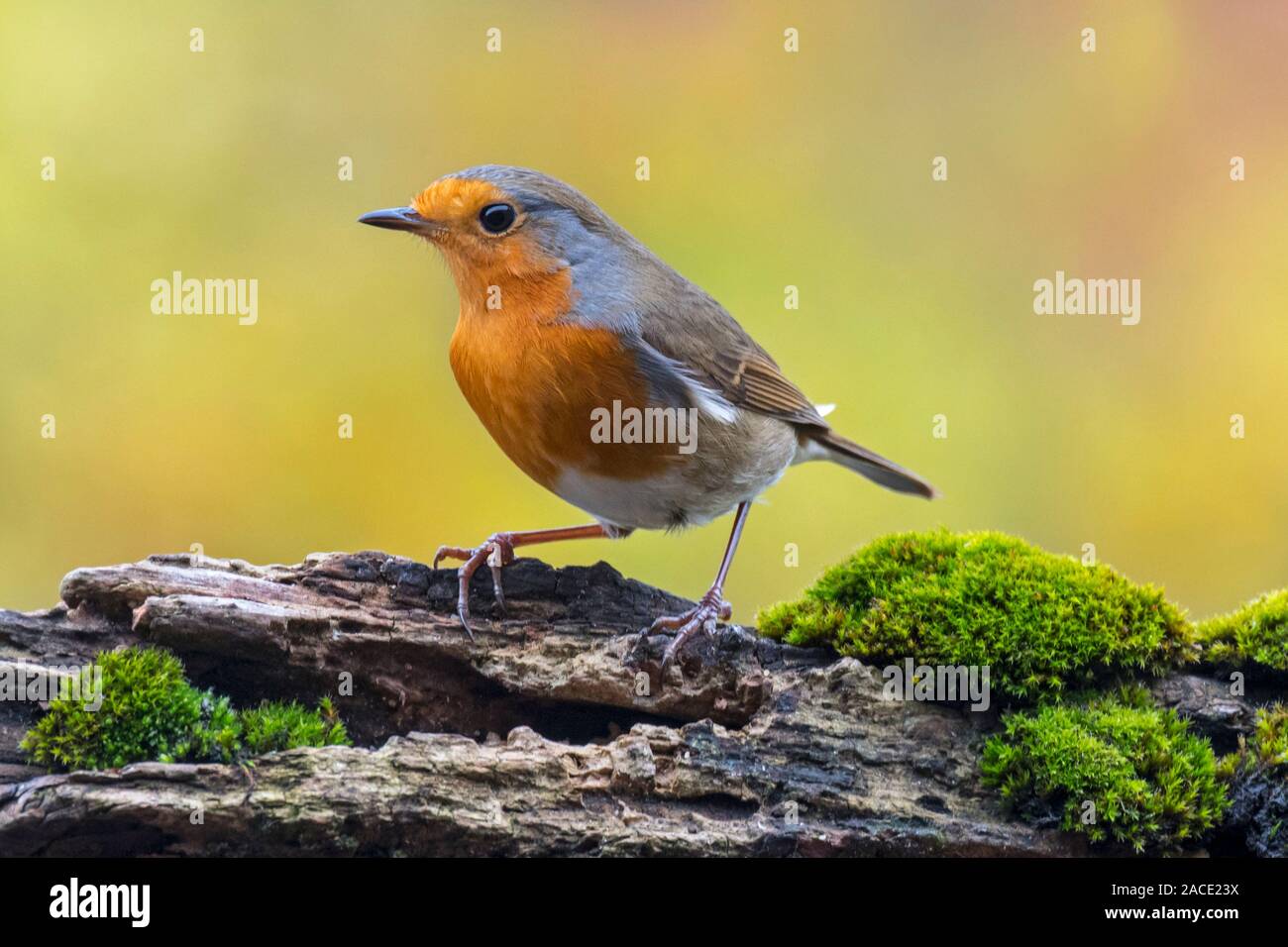 Autumn birds uk hi-res stock photography and images - Alamy