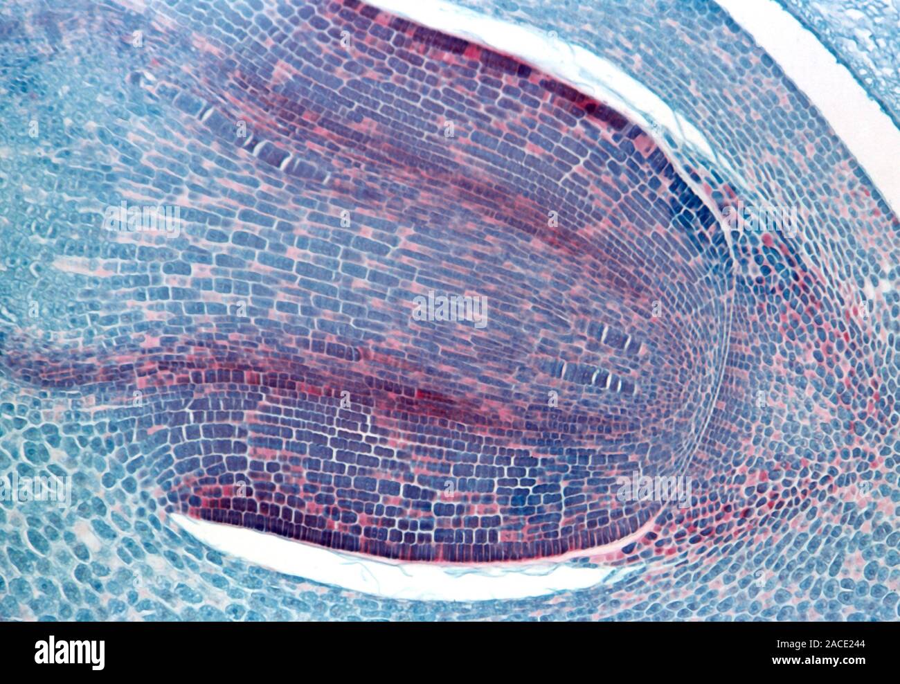 Maize seed. Light micrograph of a section through the seed of a maize ...