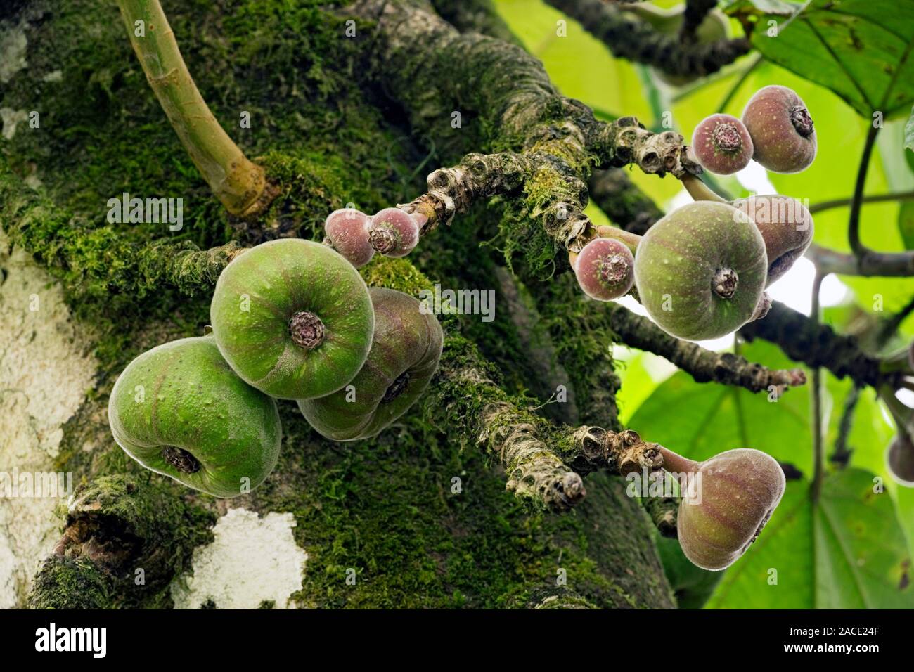 Roxburgh fig fruit (Ficus auriculata). Photographed in Asia Stock Photo ...