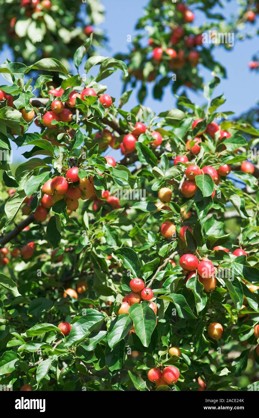 Crabapple fruits (Malus sp Stock Photo - Alamy