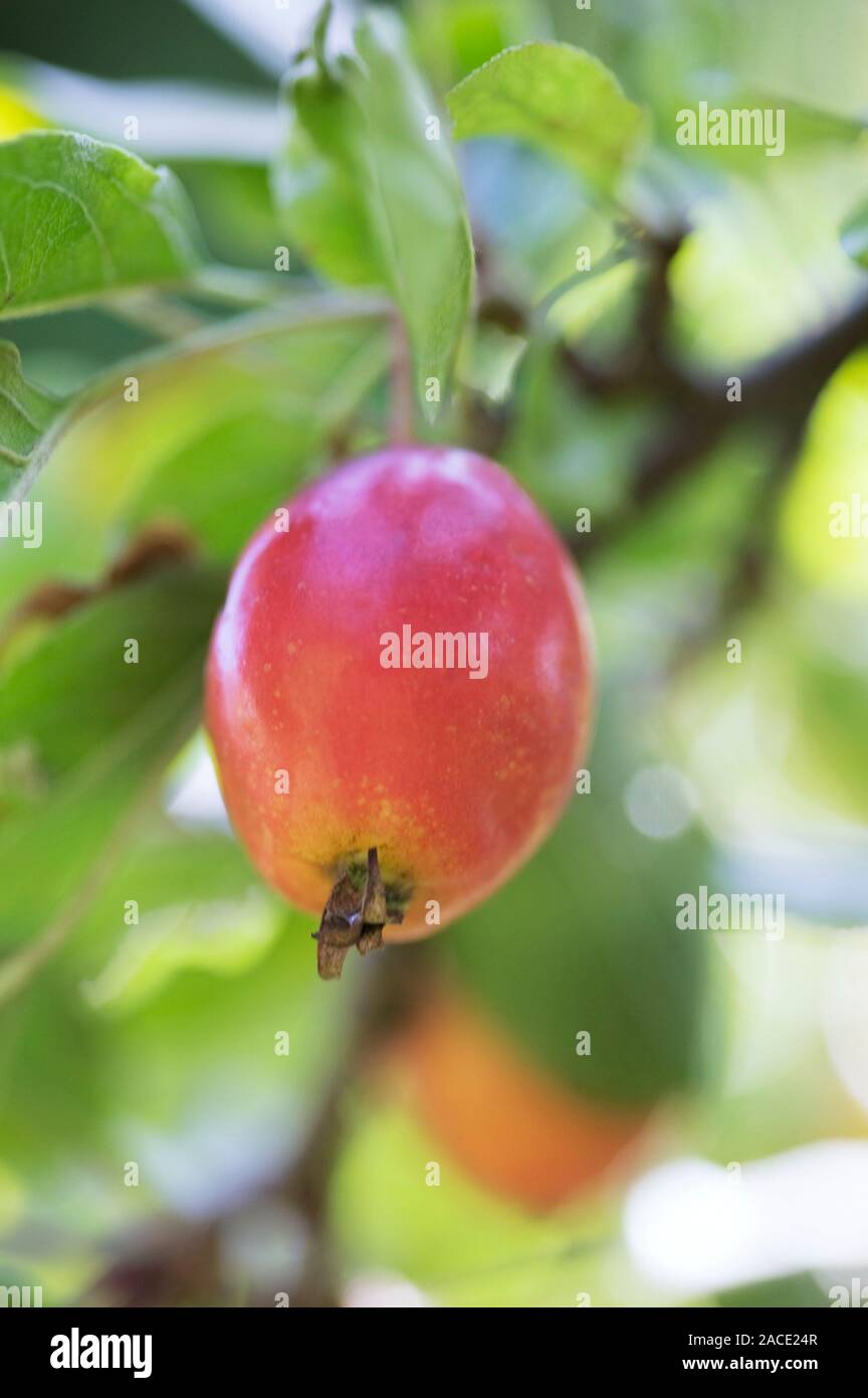 Crabapple fruit (Malus sp Stock Photo - Alamy