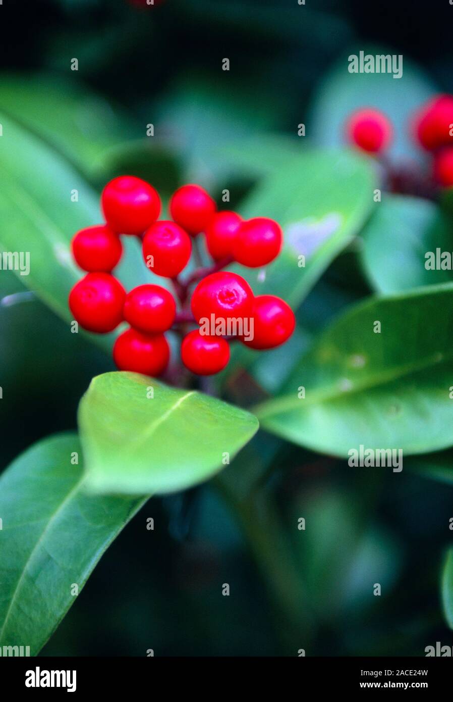 Skimmia fruits (Skimmia japonica). Photographed in East Wittering, West ...