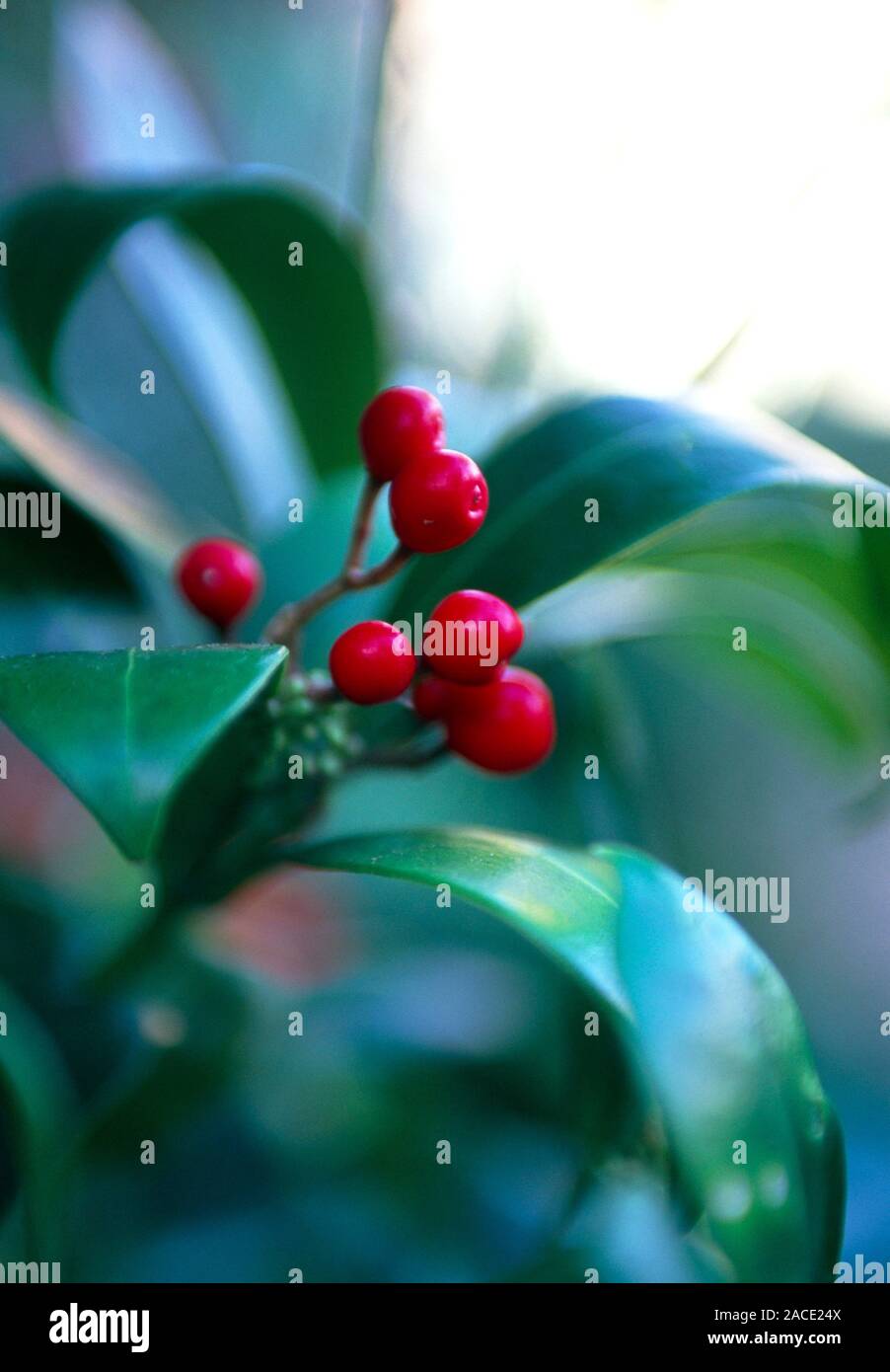 Skimmia fruits (Skimmia japonica). Photographed in East Wittering, West ...