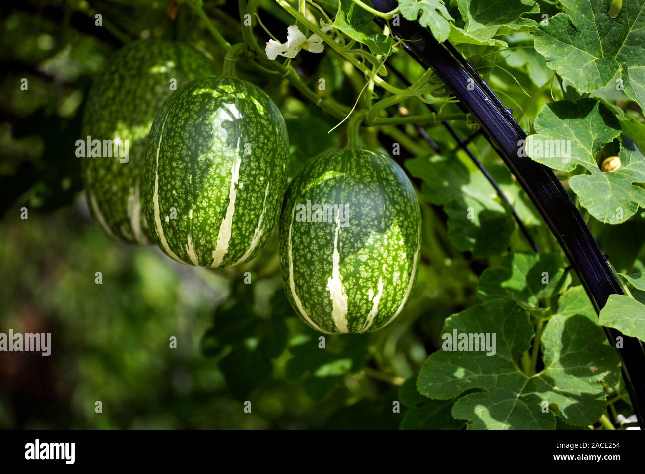 Malabar gourd fruits (Cucurbita ficifolia). This plant is native to ...