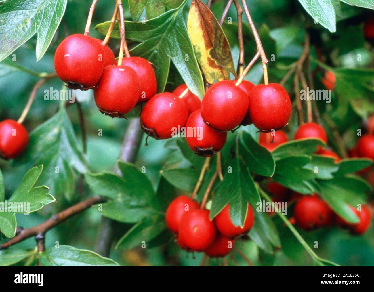 Hawthorn berries (Crataegus monogyna). Photographed on Ashtead Common ...