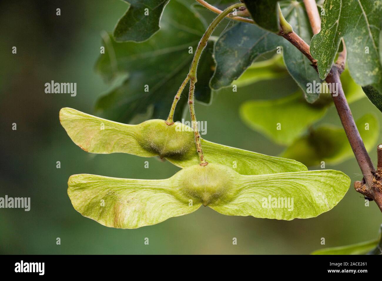 Field maple (Acer campestre) helicopter fruits. Photographed in August ...