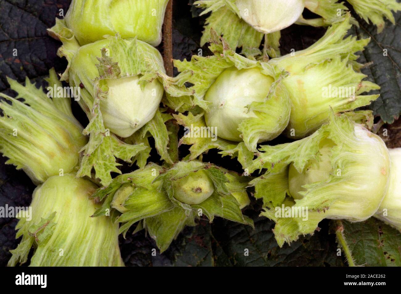Hazel nuts on a hazel tree (Corylus avellana). Hazel nuts grow from ...