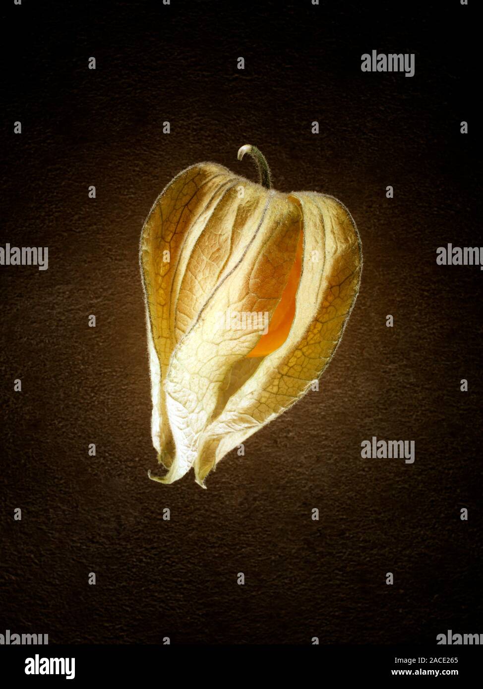 Cape gooseberry (Physalis edulis) in its case. This edible fruit is ...