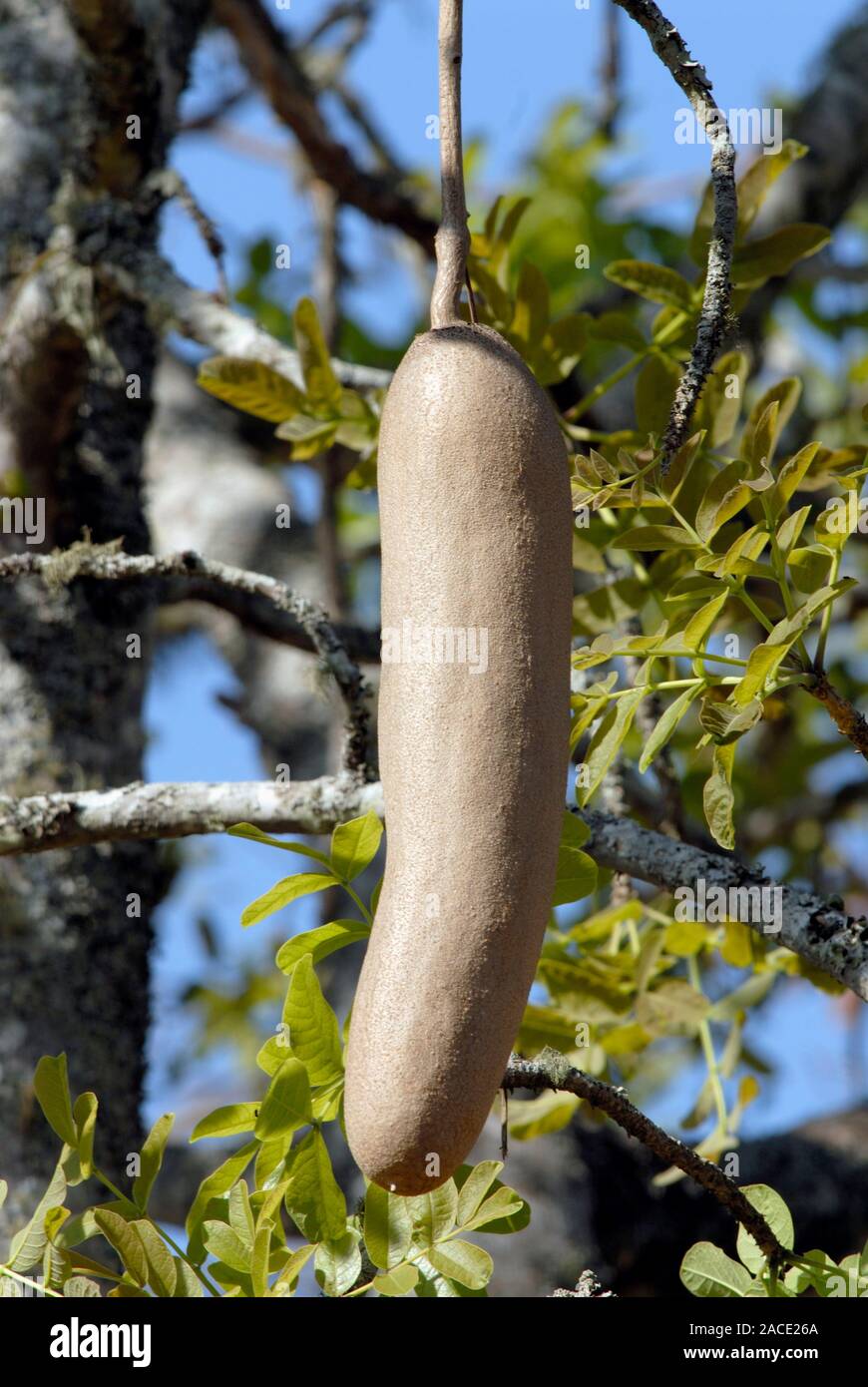 Sausage tree fruit (Kigelia africana). The fruit ranges in size from 30 ...