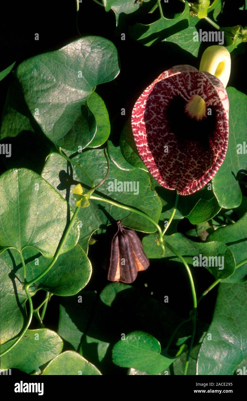 Calico Flower. (Aristolochia littoralis) Mottled, trumpet flower ...