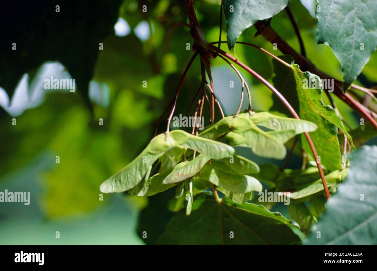 Acer platanoides. Norway maple seeds Stock Photo - Alamy