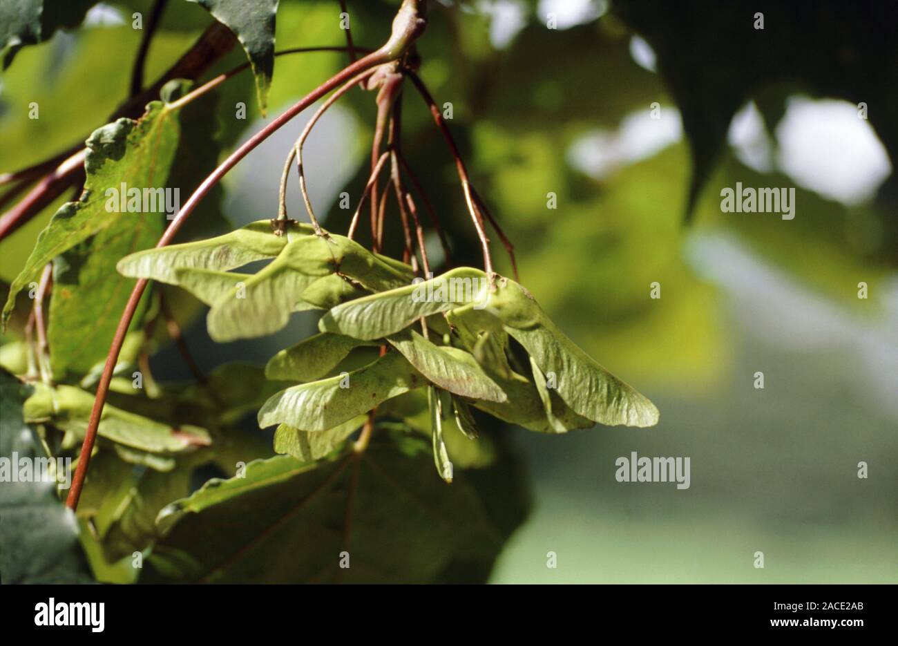 Acer platanoides. Norway Maple seeds Stock Photo - Alamy