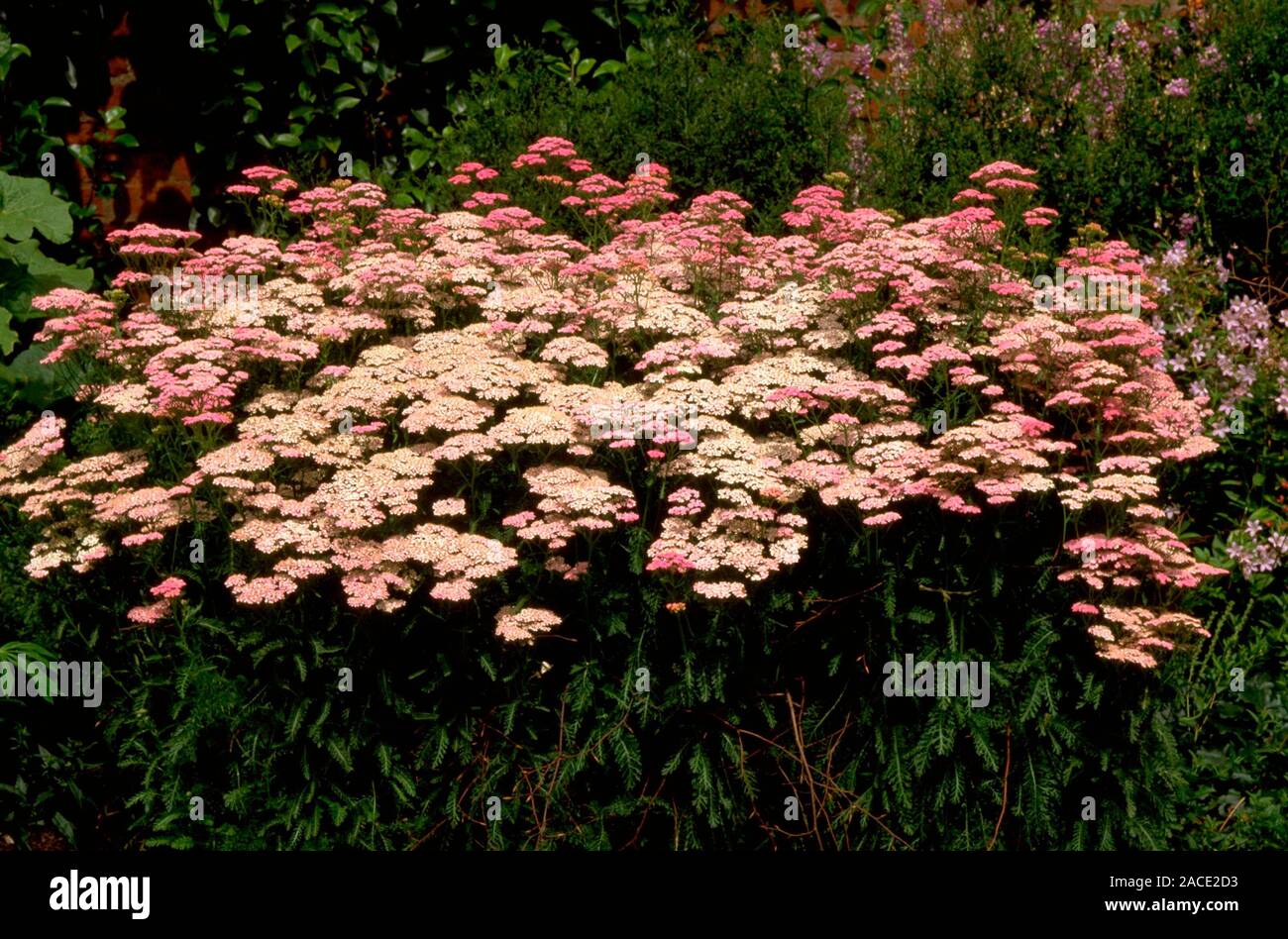 Yarrow. (Achillea millefolium subsp. millefolium forma rosea) A large ...