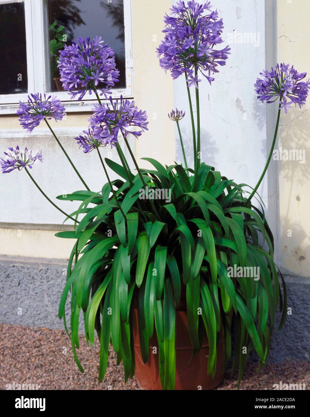 African Lily. (Agapanthus subsp. praecox 'Lilja') A terracotta pot full ...