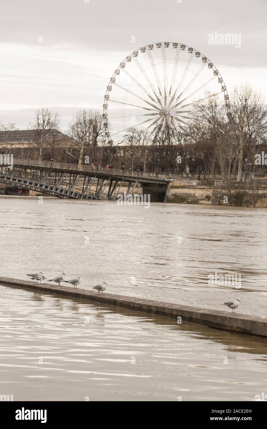 Paris major bird hi-res stock photography and images - Alamy