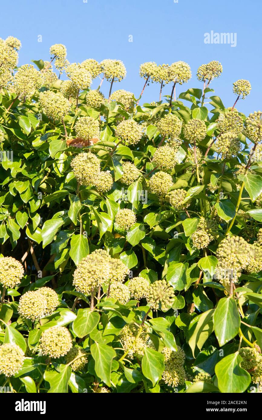 flowering ivy - hedera helix - in winter - UK Stock Photo - Alamy