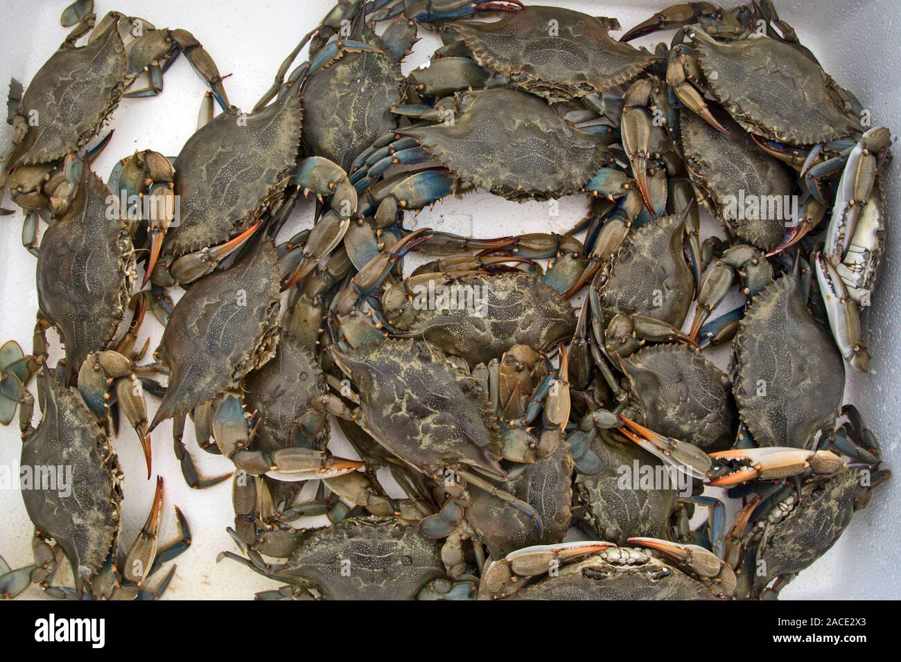Freshly caught crabs on the Greek market exhibited for sale Stock Photo ...