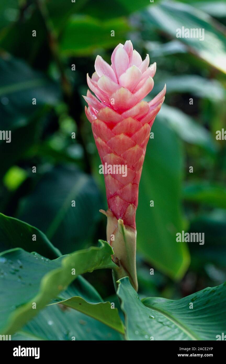 Red Ginger. (Alpina purpurata) Close up of upright raceme (flowerhead ...