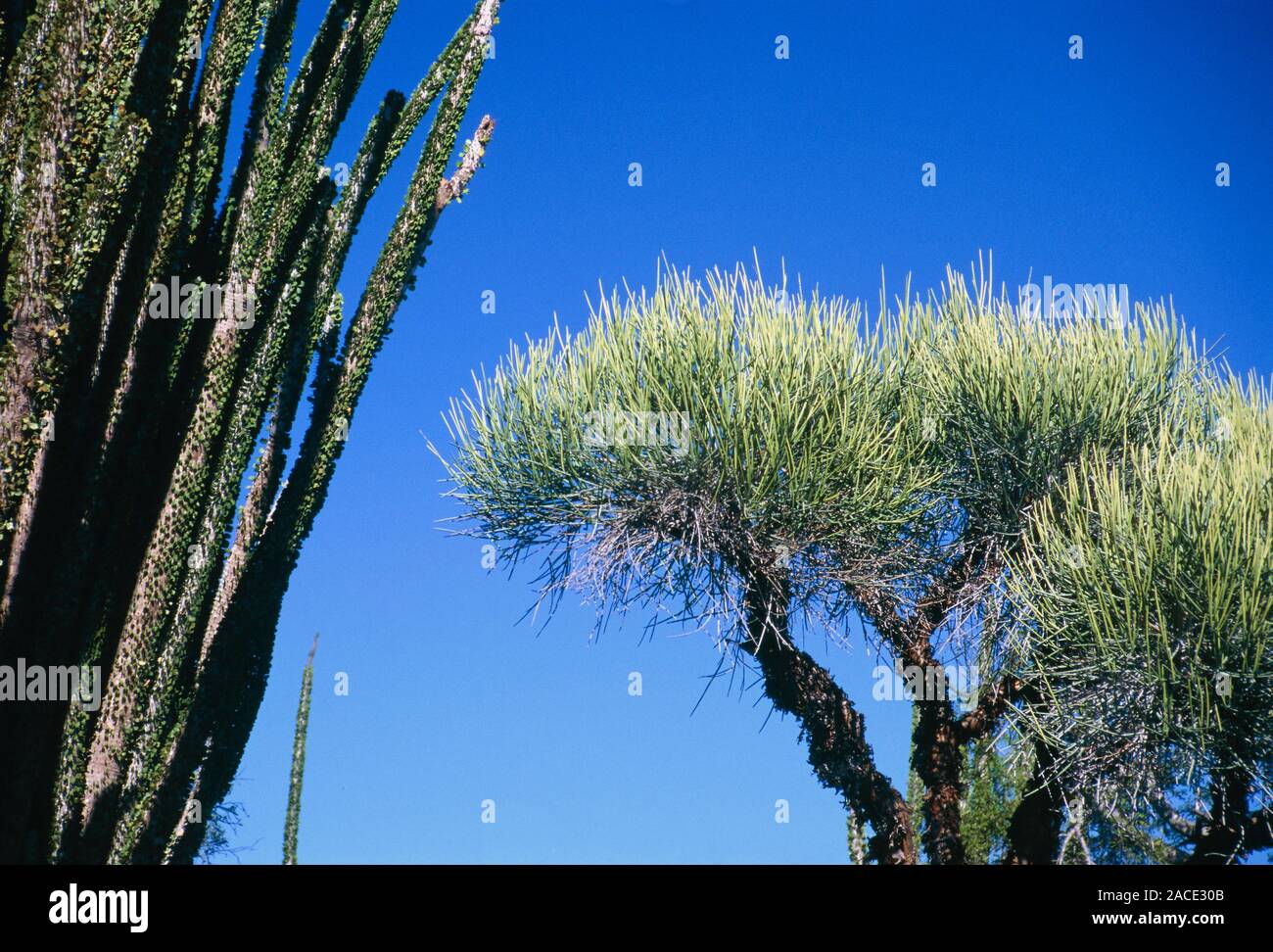 Alluaudia. Spiny forest with Euphorbia and Octopus tree Stock Photo - Alamy