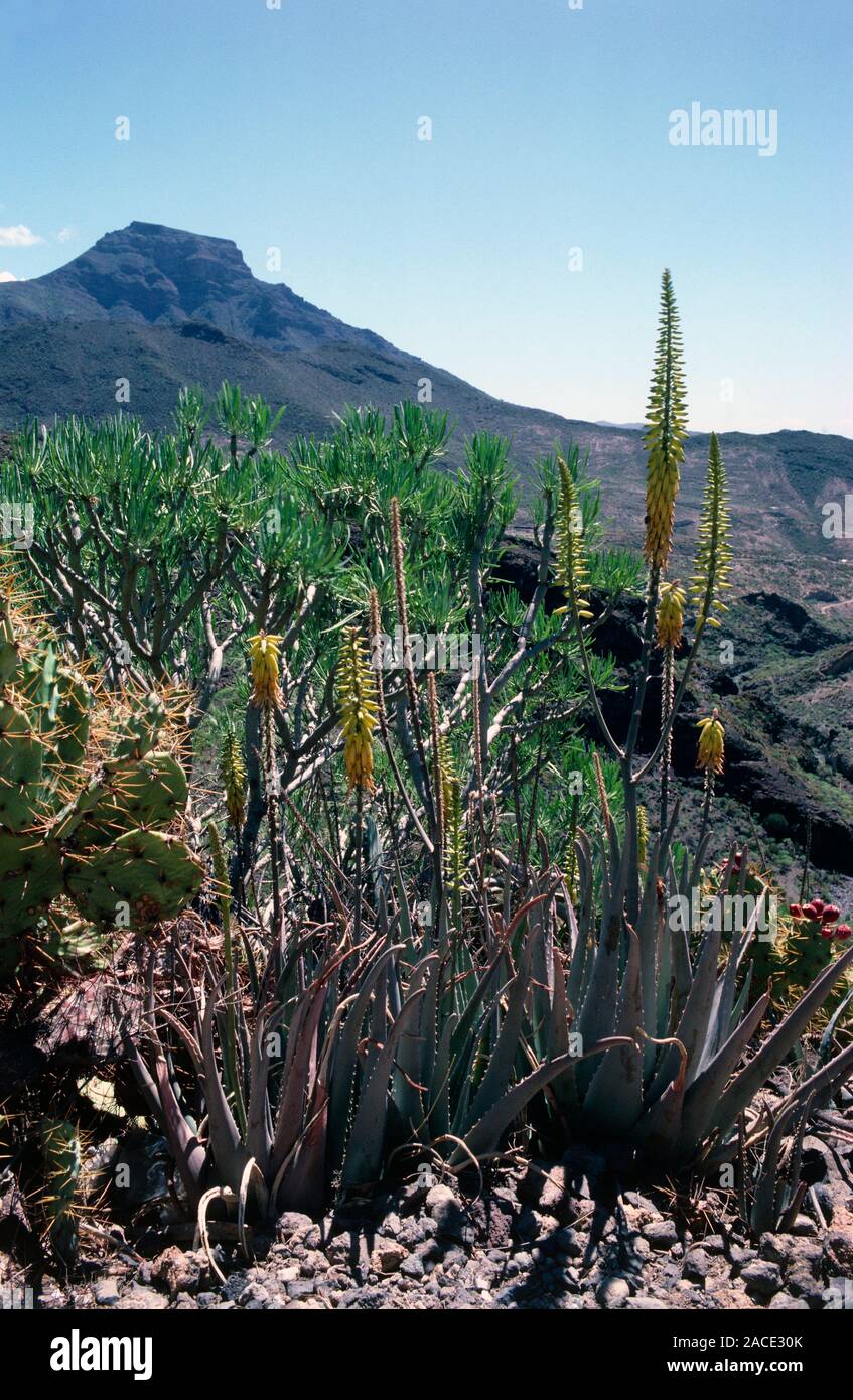 Aloe vera. Flowering plants growing in clumps in a dry environment ...