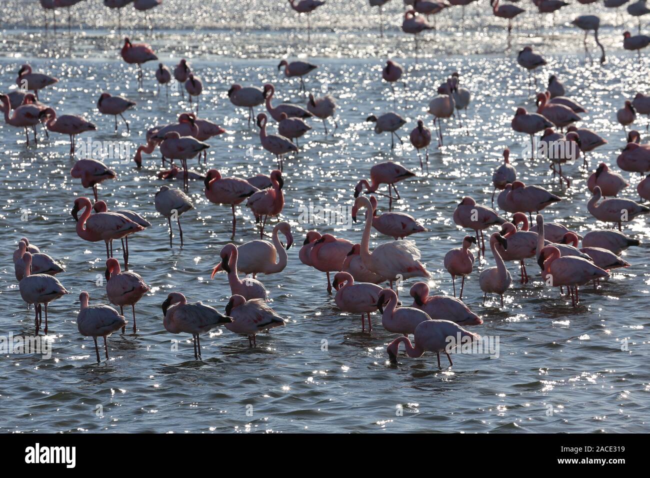 The colony of pink and white flamingos of Walwish Bay near Swakopmund ...