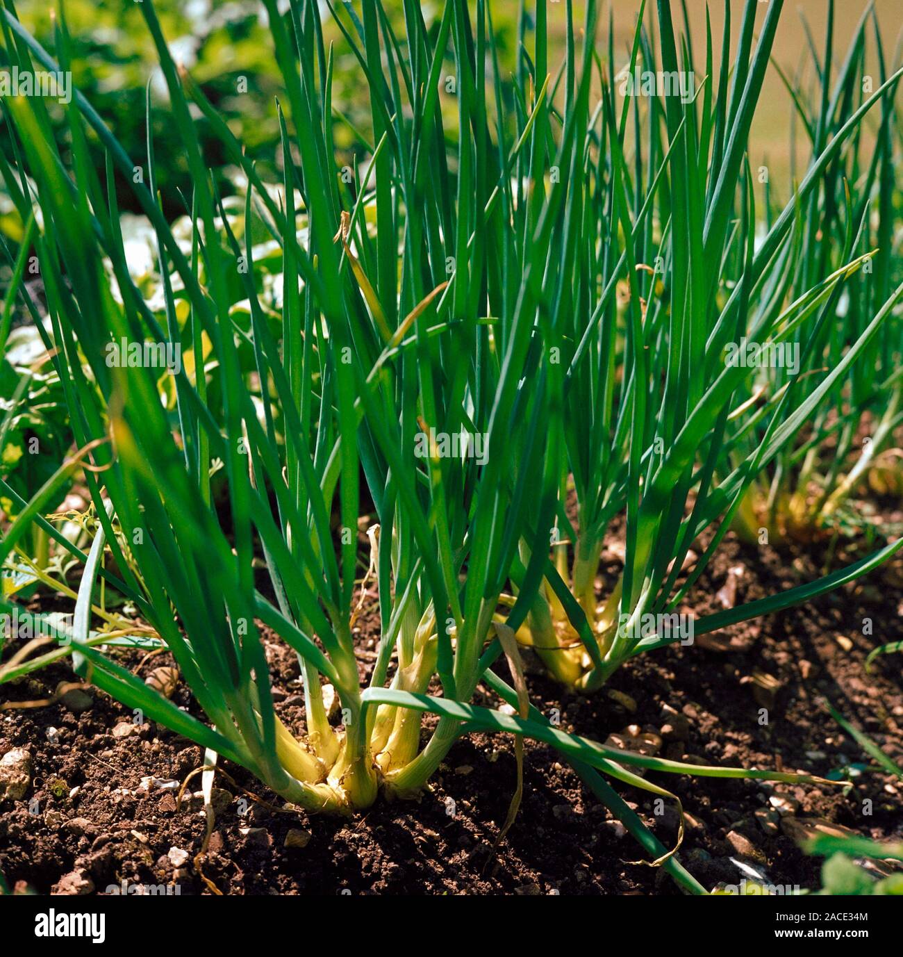 Spring Onion. (Allium cepa) A crop with new shoots Stock Photo - Alamy