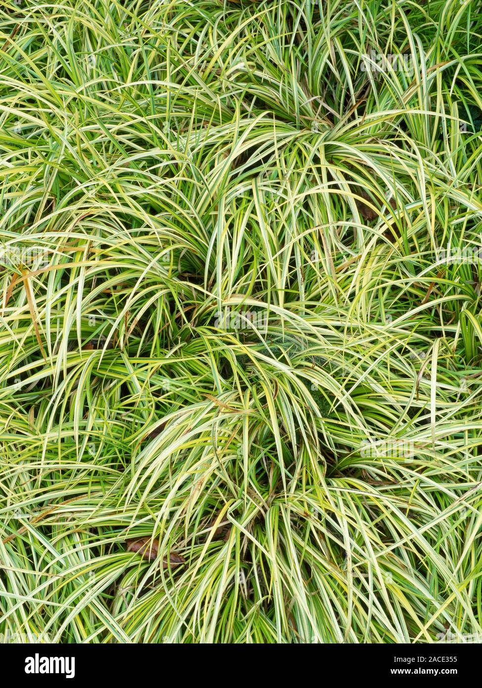 Japanese Rush. (Acorus gramineus 'Oborozuki') A mass of arching ...