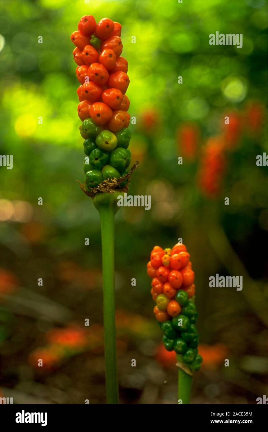Lords and Ladies. (Arum maculatum) Fruiting spike with ripe fruits ...