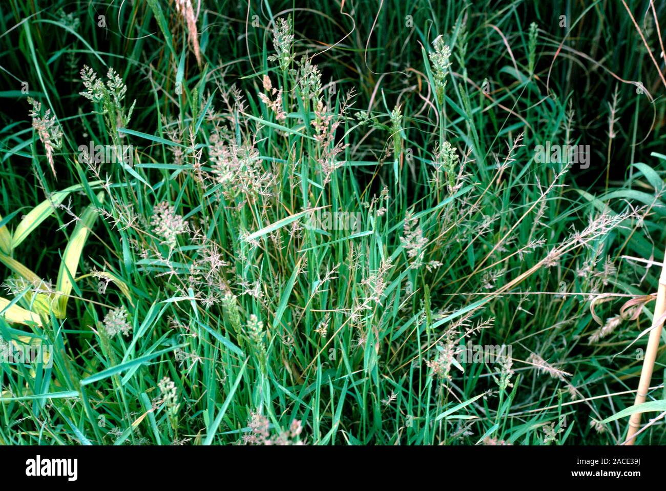 Bent Grass. (Agrostis semiverticillata) A large clump of flowering ...