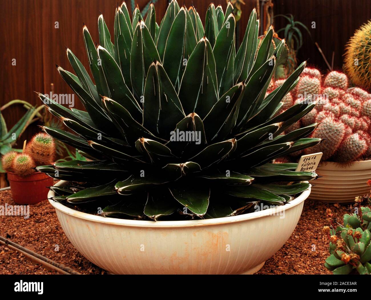 Agave victoriae-reginae. A potted and labelled succulent in a display ...