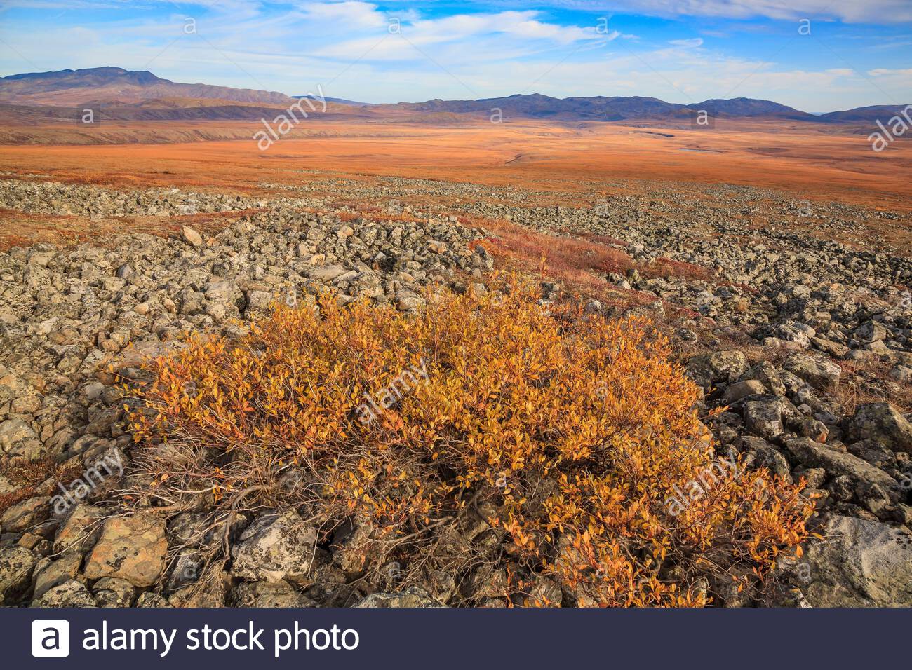 Arctic Willow Stock Photos & Arctic Willow Stock Images - Alamy