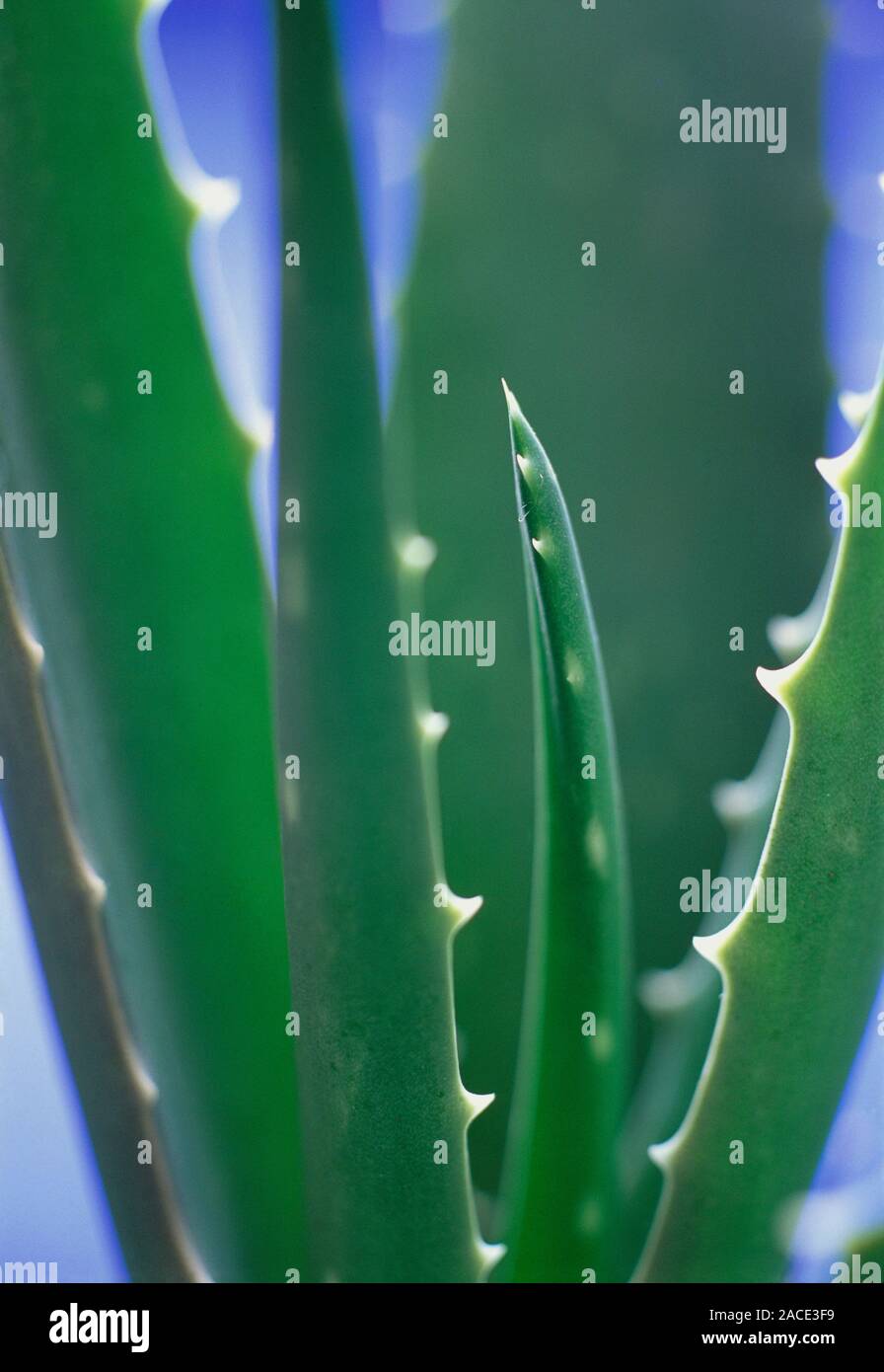 Aloe vera. Close up of fleshy stems and spines used in herbal medicines ...