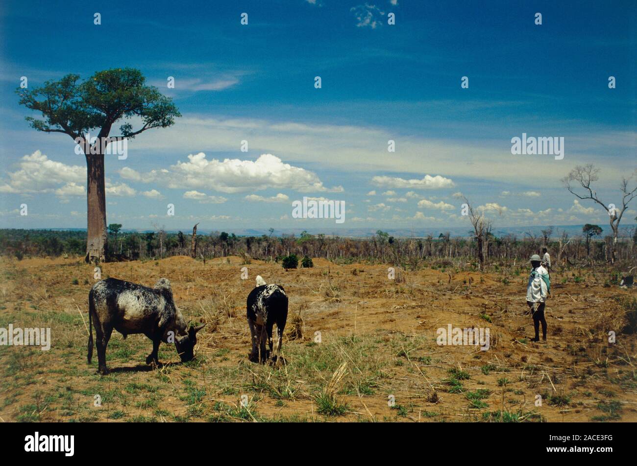 Adansonia madagascariensis. Baobab or Monkey-bread tree and ...