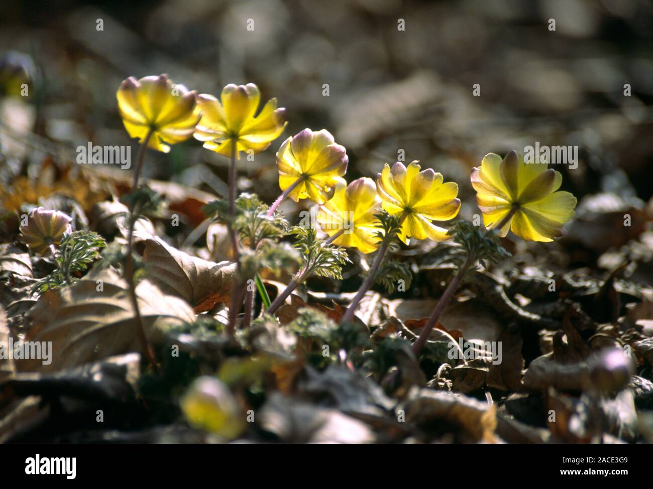 Amur adonis flowers (Adonis amurensis Stock Photo - Alamy