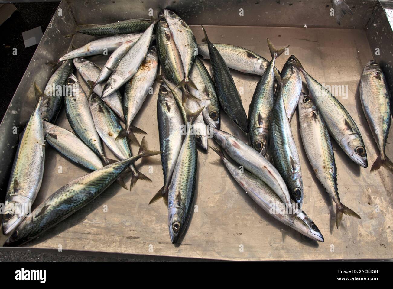 Sea fish on display at a market in Greece. The fish are waiting for ...